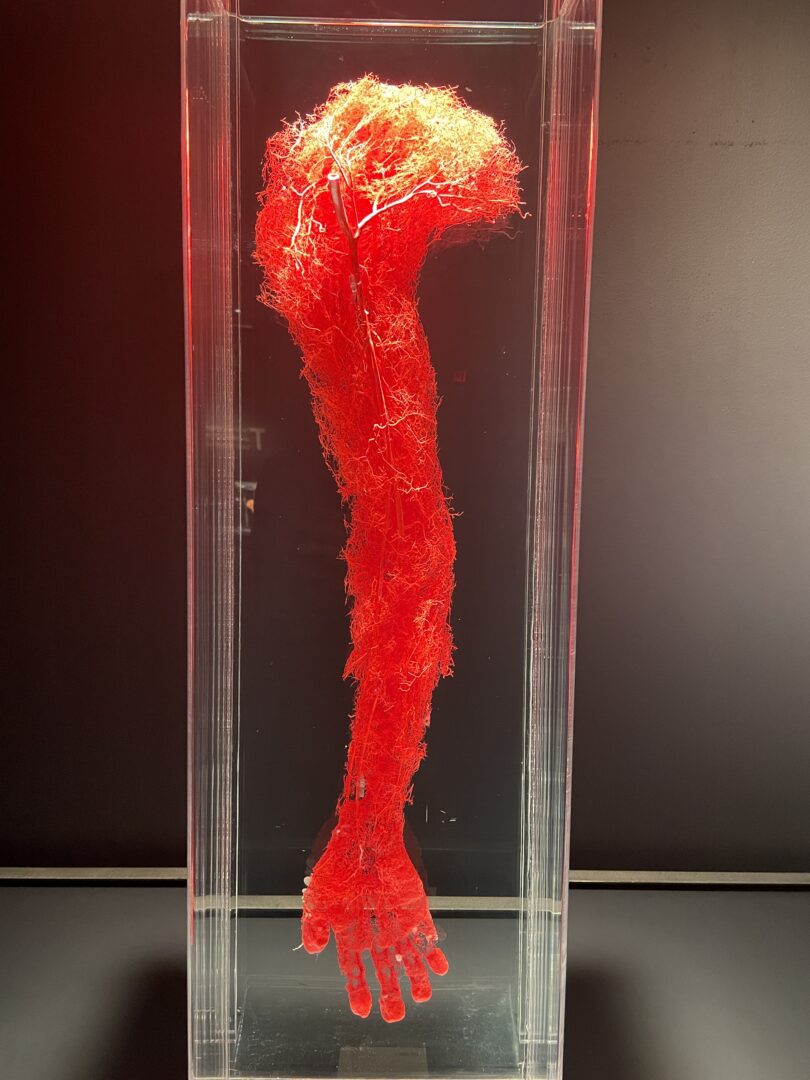 Review of Bodies... The Exhibition at Luxor - Look Inside!
