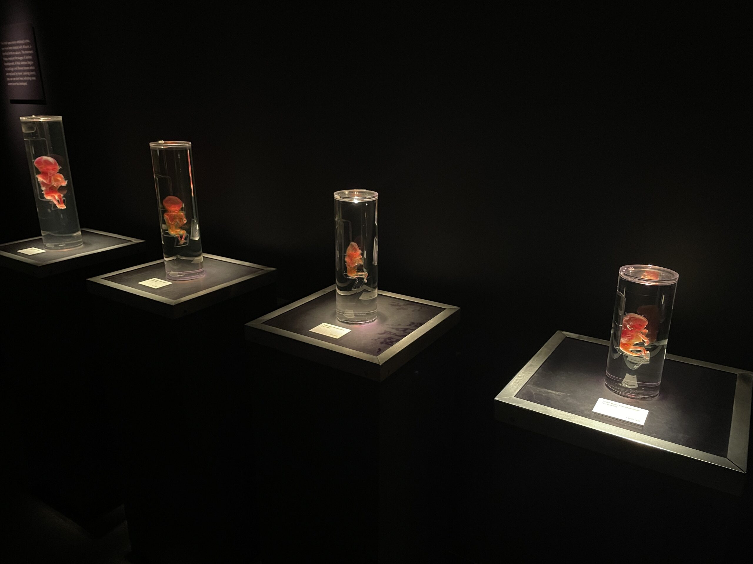 Review of Bodies... The Exhibition at Luxor - Look Inside!