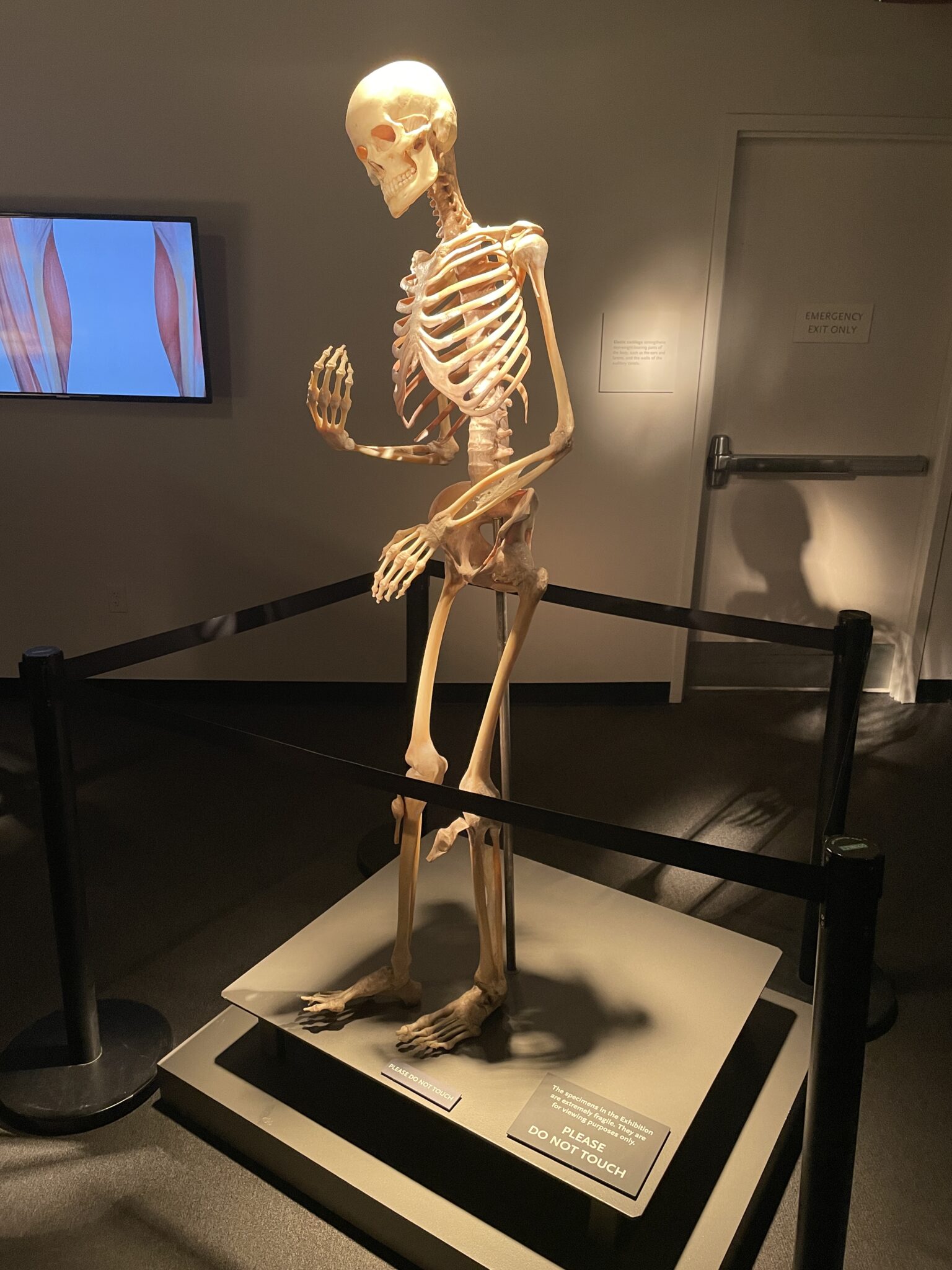 Review of Bodies... The Exhibition at Luxor - Look Inside!