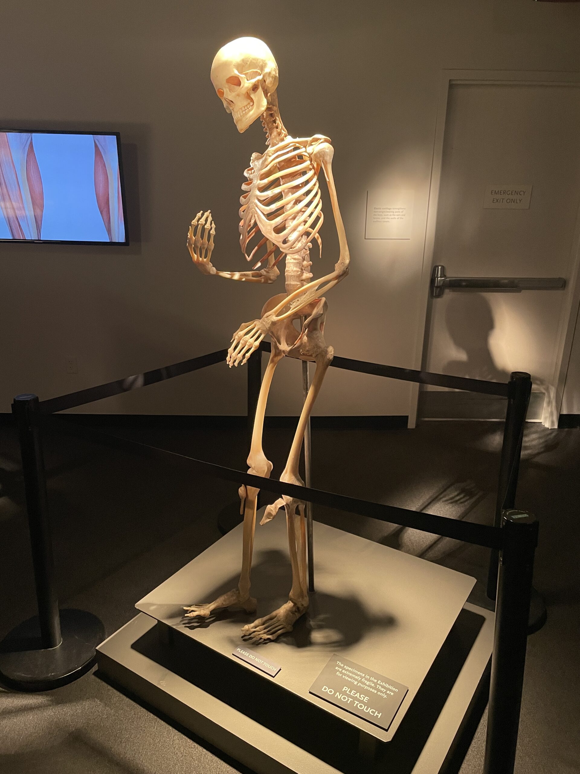 Review of Bodies... The Exhibition at Luxor - Look Inside!