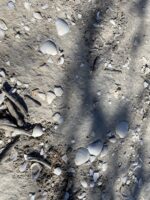 St. Thomas Ghost Town From Las Vegas - What To Expect!