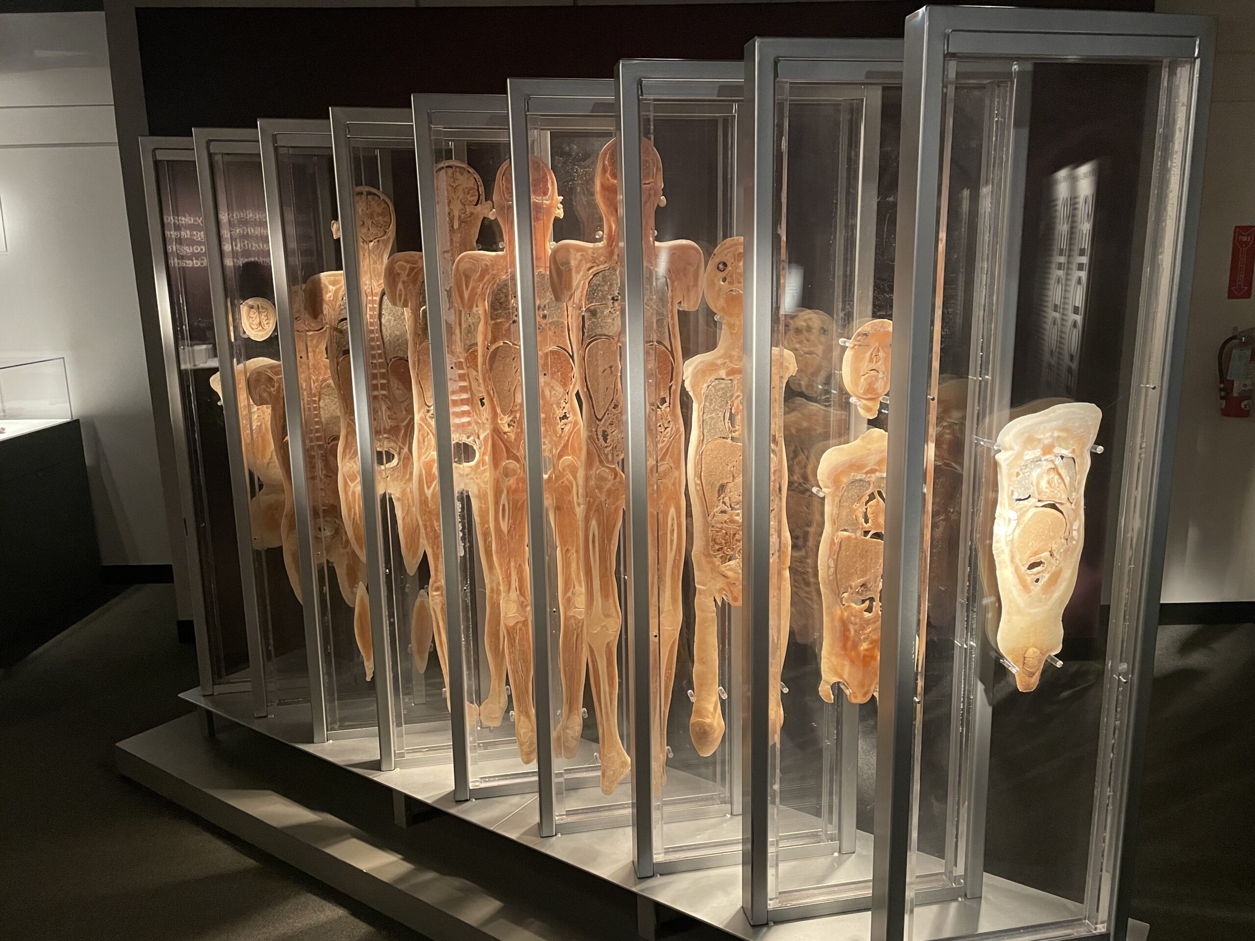 Review of Bodies... The Exhibition at Luxor - Look Inside!