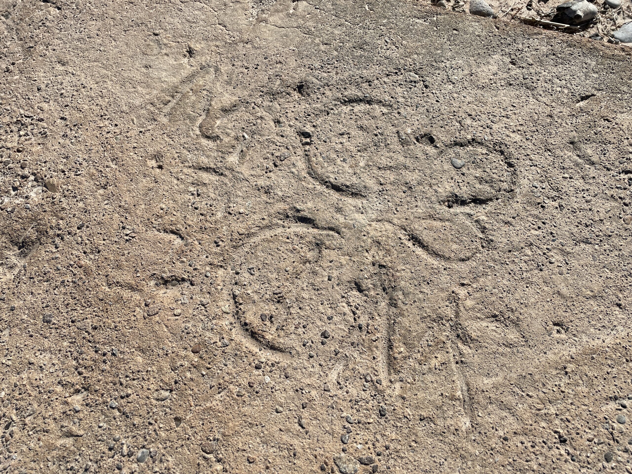 St. Thomas Ghost Town From Las Vegas - What To Expect!