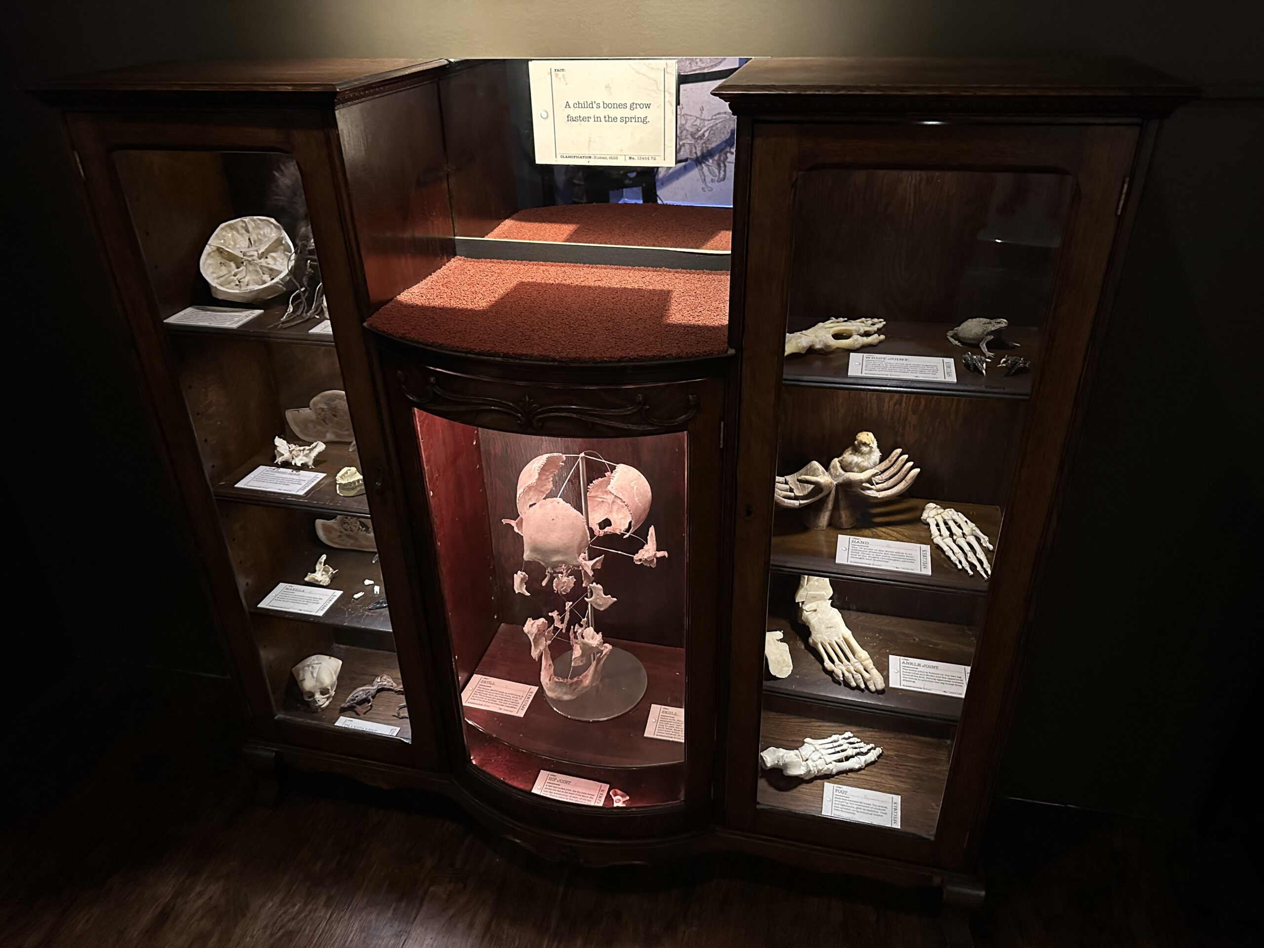 Review of Real Bodies at Horseshoe Las Vegas - Look Inside!