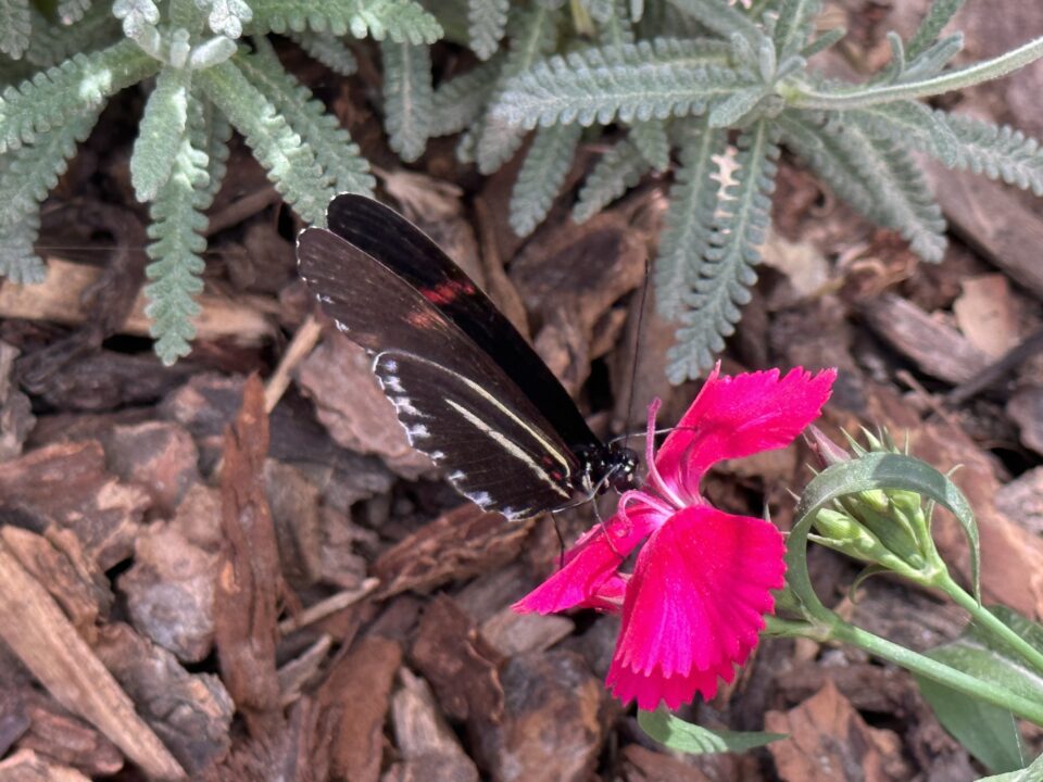 Springs Preserve Las Vegas Review - Look Inside!