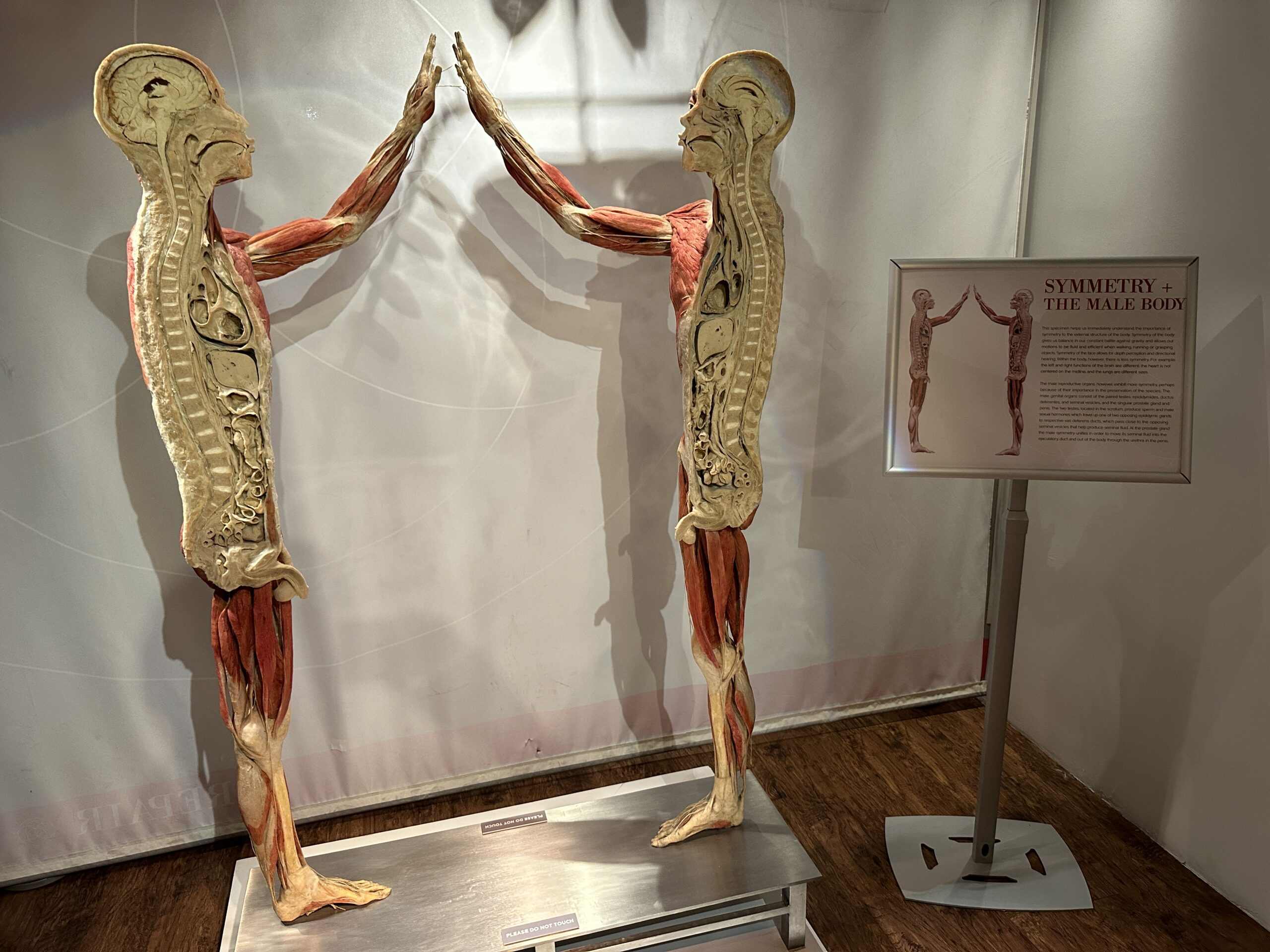 Review of Real Bodies at Horseshoe Las Vegas - Look Inside!