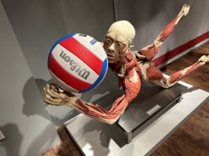 Senior Discounts in Las Vegas - Attractions & Things To Do!